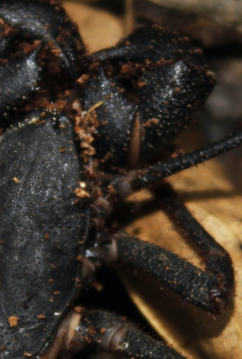 ¿Los vinagrillos son peligrosos? | Redtox