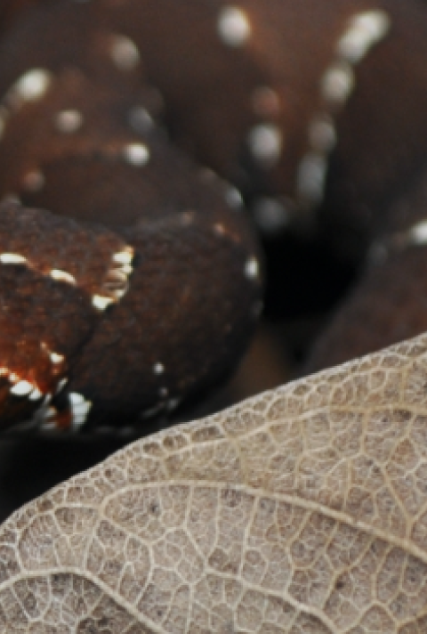 Agkistrodon bilineatus | Redtox