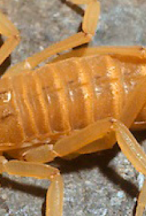 Centruroides exilicauda | Redtox