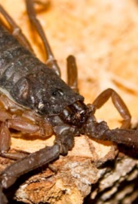 Centruroides gracilis | Redtox