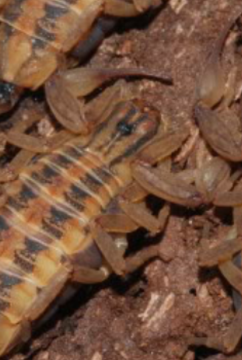 Centruroides meisei | Redtox