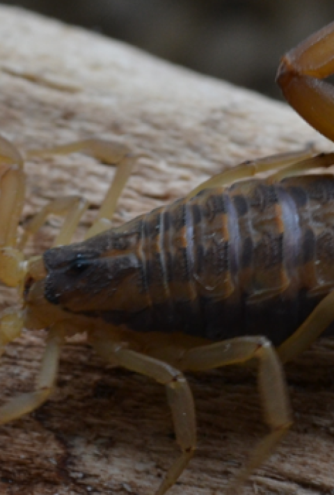 Centruroides suffusus | Redtox