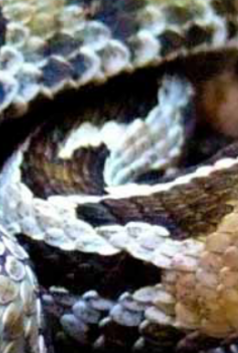 Crotalus ravus | Redtox