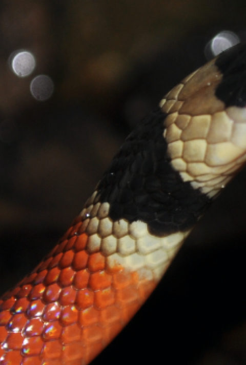 Micrurus elegans | Redtox