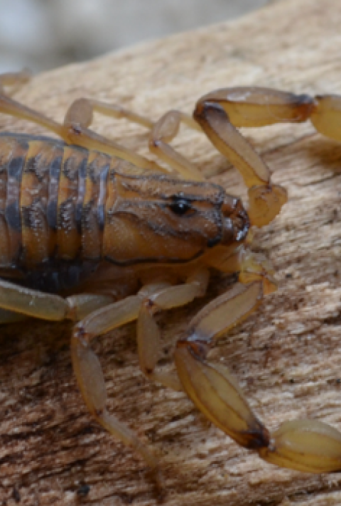 Centruroides tecomanus | Redtox