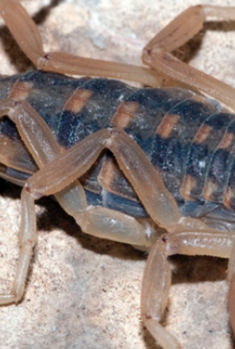 Centruroides vittatus | Redtox