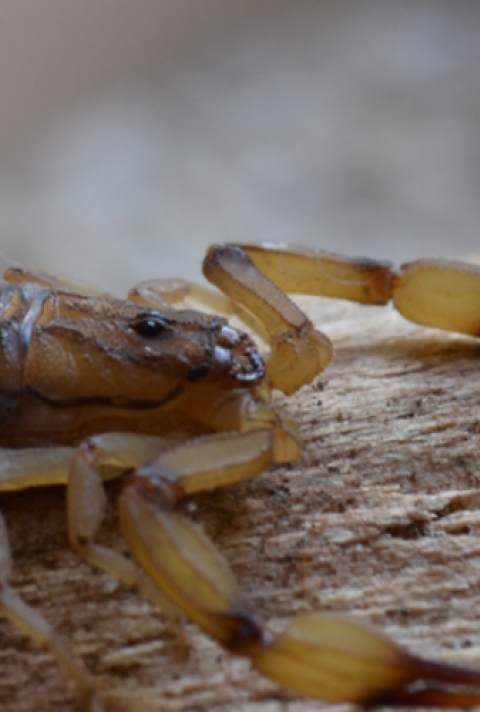 Alacranismo | Redtox