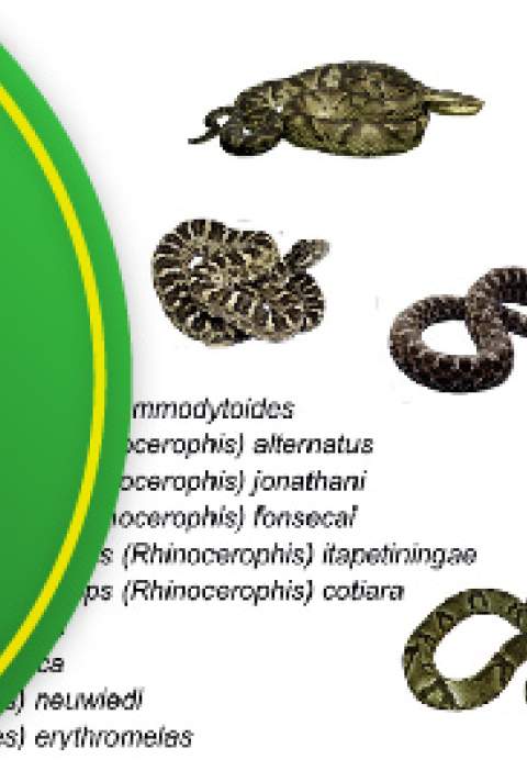 Nomenclatural instability in the venomous snakes of the Bothrops ...