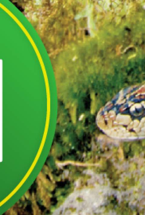 Rediscovery of the Rare Autlán Long-Tailed Rattlesnake, Crotalus ...