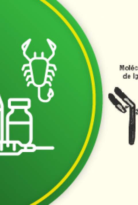 Antivenenos y antitoxinas para uso terapéutico | Redtox