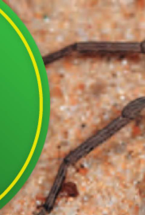 Phylogeny of Sicariidae spiders (Araneae: Haplogynae), with a monograph ...