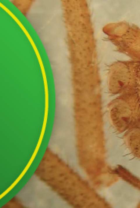 Present status of Sicariidae (Arachnida: Araneae) in the Afrotropical ...