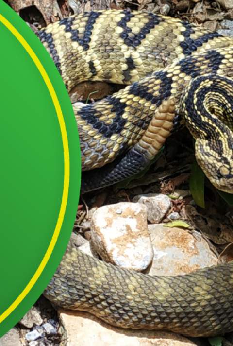 Serpientes Venenosas de Tamaulipas, México | Redtox