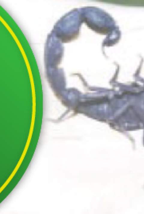 Aspectos toxinológicos e inmunoquímicos del veneno del escorpión Tityus ...