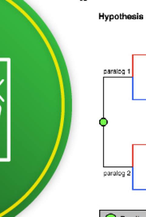 The house spider genome reveals an ancient whole-genome duplication ...