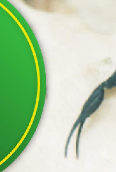 Picaduras por escorpión Tityus asthenes en Mutatá, Colombia: aspectos ...