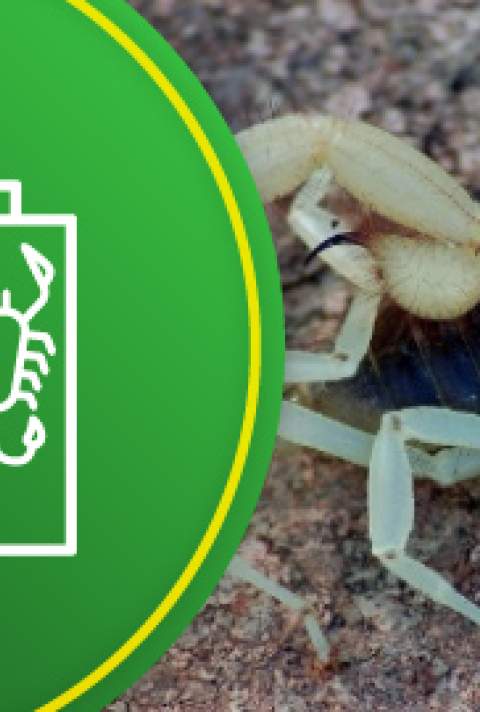 Scorpions from Mexico: From Species Diversity to Venom Complexity | Redtox