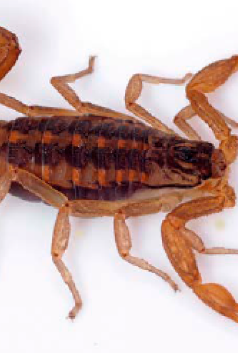 CLAVE PARA LA IDENTIFICACIÓN DE ALACRANES DEL GÉNERO CENTRUROIDES DEL ...