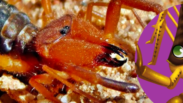 Redtox Kids | Redtox