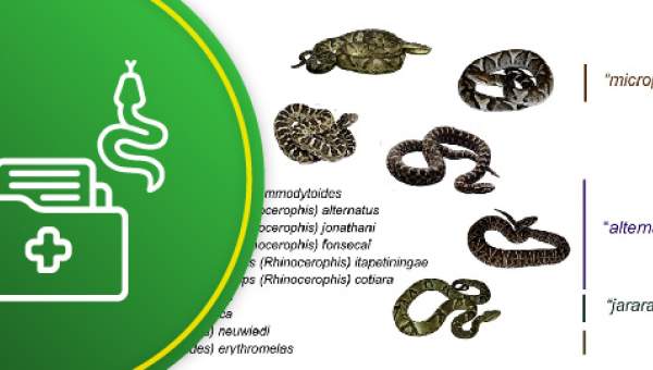 Serpientes Venenosas de Tamaulipas, México | Redtox