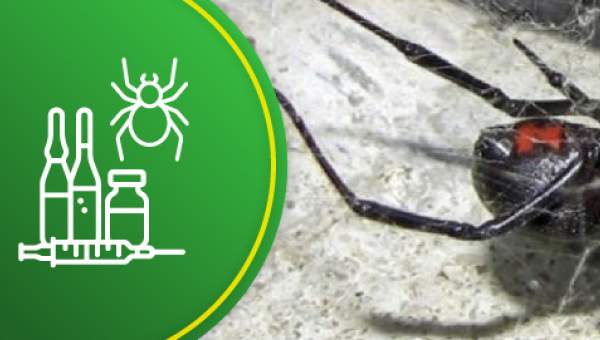 Diagnoses of brown recluse spider bites (loxoscelism) greatly outnumber ...