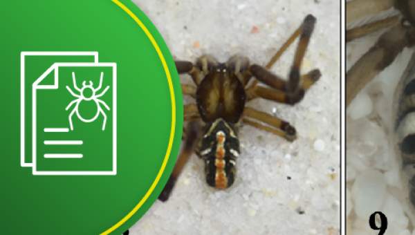 En las zonas áridas de México: Diversidad de arañas | Redtox