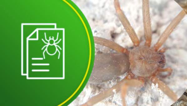 Distribution of the Brown Recluse Spider (Araneae: Sicariidae) in ...