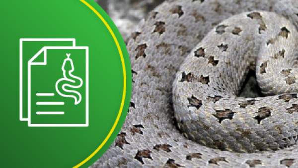 Ofidiotoxicosis por cascabel pigmea (Crotalus ravus): reporte de dos ...