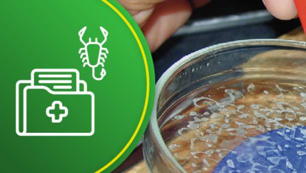 Picaduras por escorpión Tityus asthenes en Mutatá, Colombia: aspectos ...