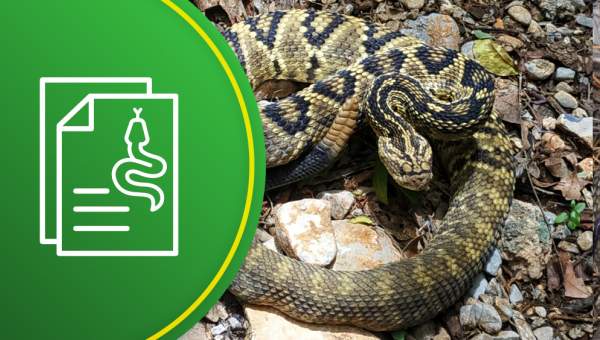 Rediscovery of the Rare Autlán Long-Tailed Rattlesnake, Crotalus ...