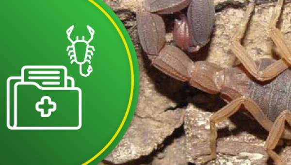 Picaduras por escorpión Tityus asthenes en Mutatá, Colombia: aspectos ...
