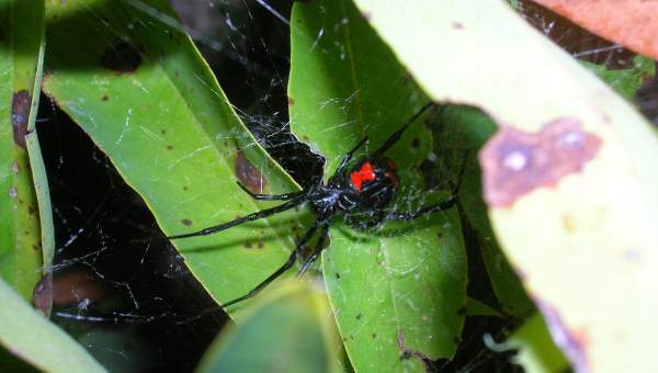 Phylogenetic analyses and description of a new species of black widow ...