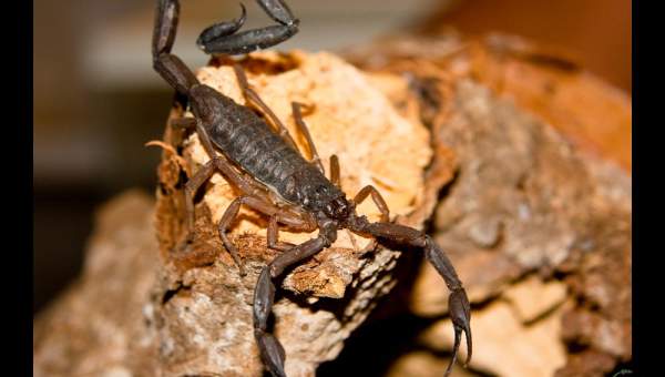 Clave sencilla para identificar especies de alacranes del género ...