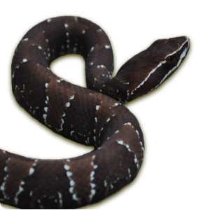 Micrurus laticollaris | Redtox