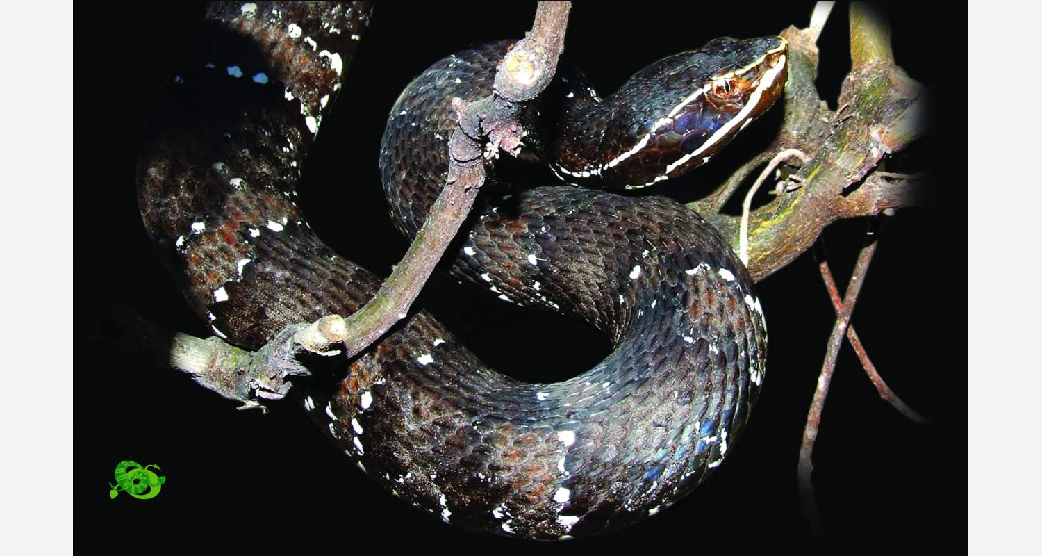 Agkistrodon bilineatus | Redtox