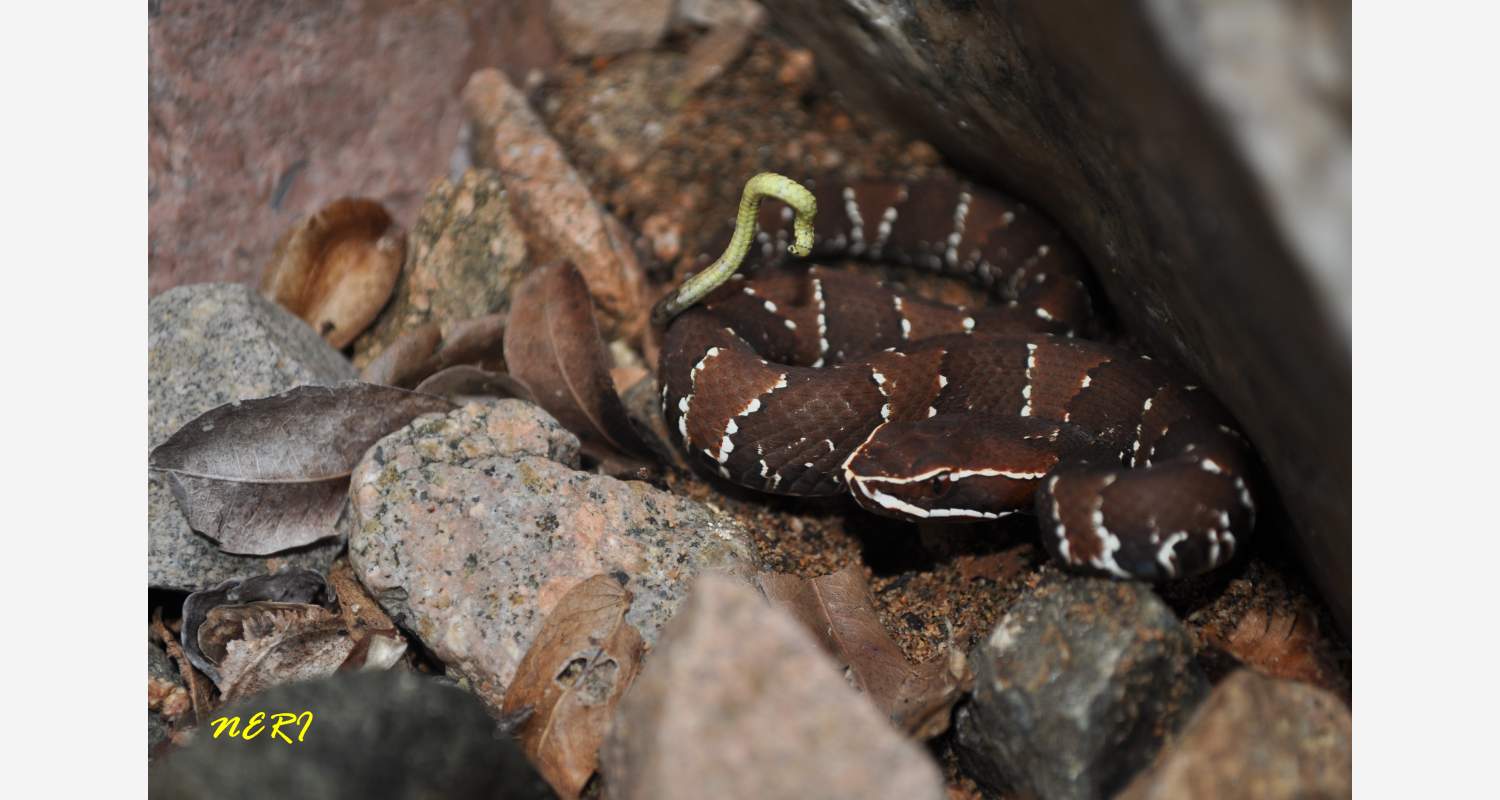 Agkistrodon bilineatus | Redtox