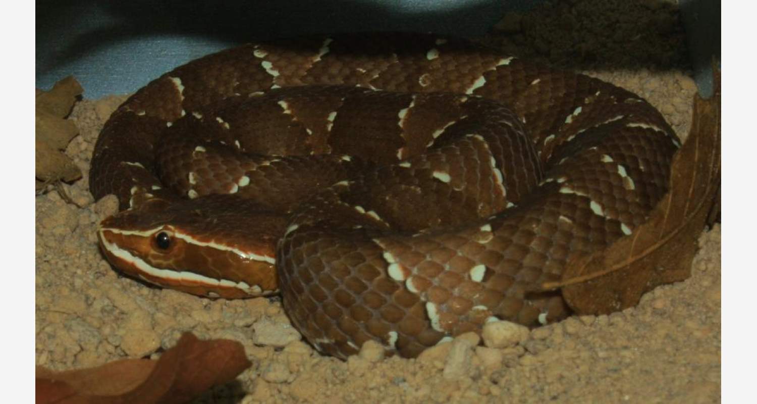 Agkistrodon bilineatus | Redtox