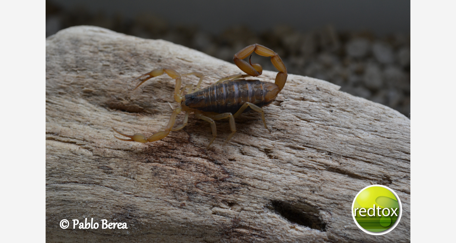 Centruroides suffusus | Redtox