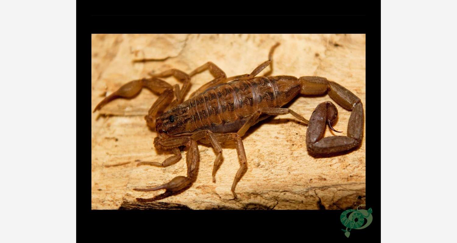 Centruroides limpidus limpidus | Redtox