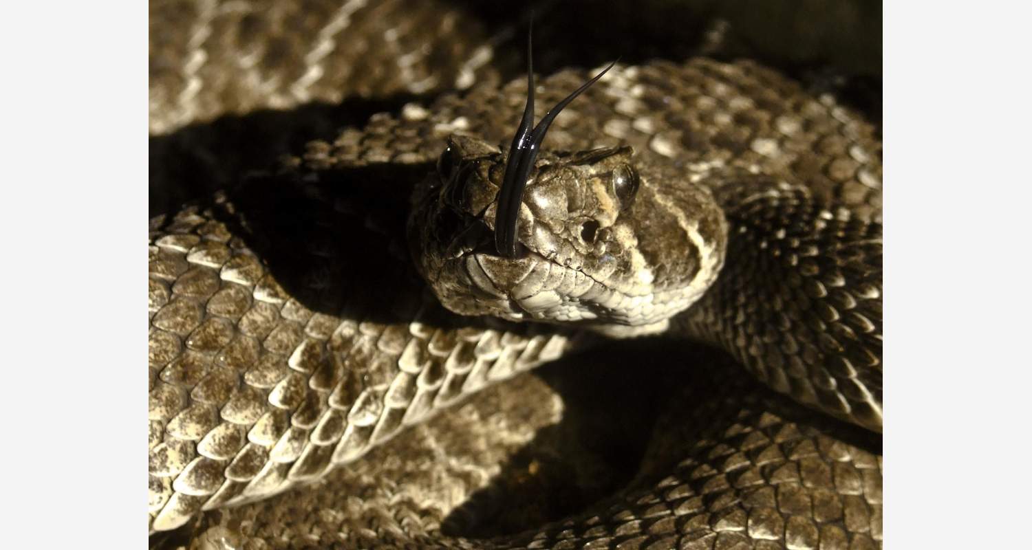 Crotalus atrox | Redtox