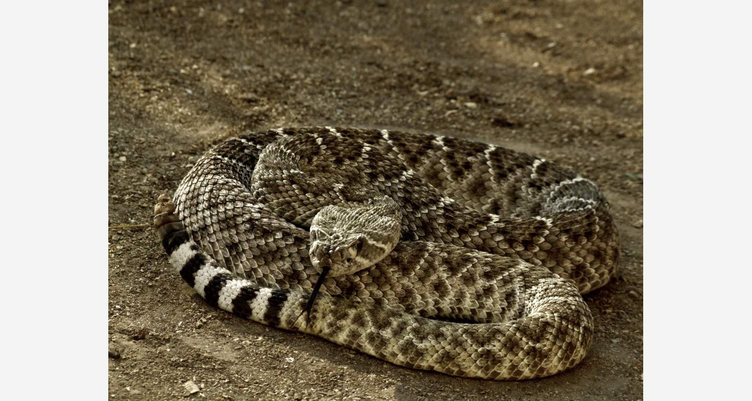 Crotalus atrox | Redtox