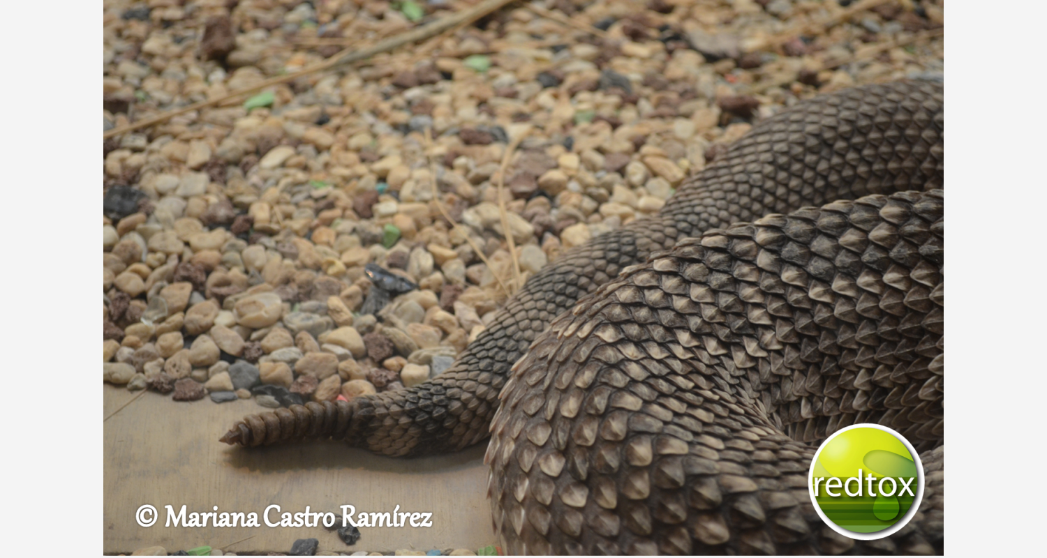 Crotalus atrox | Redtox