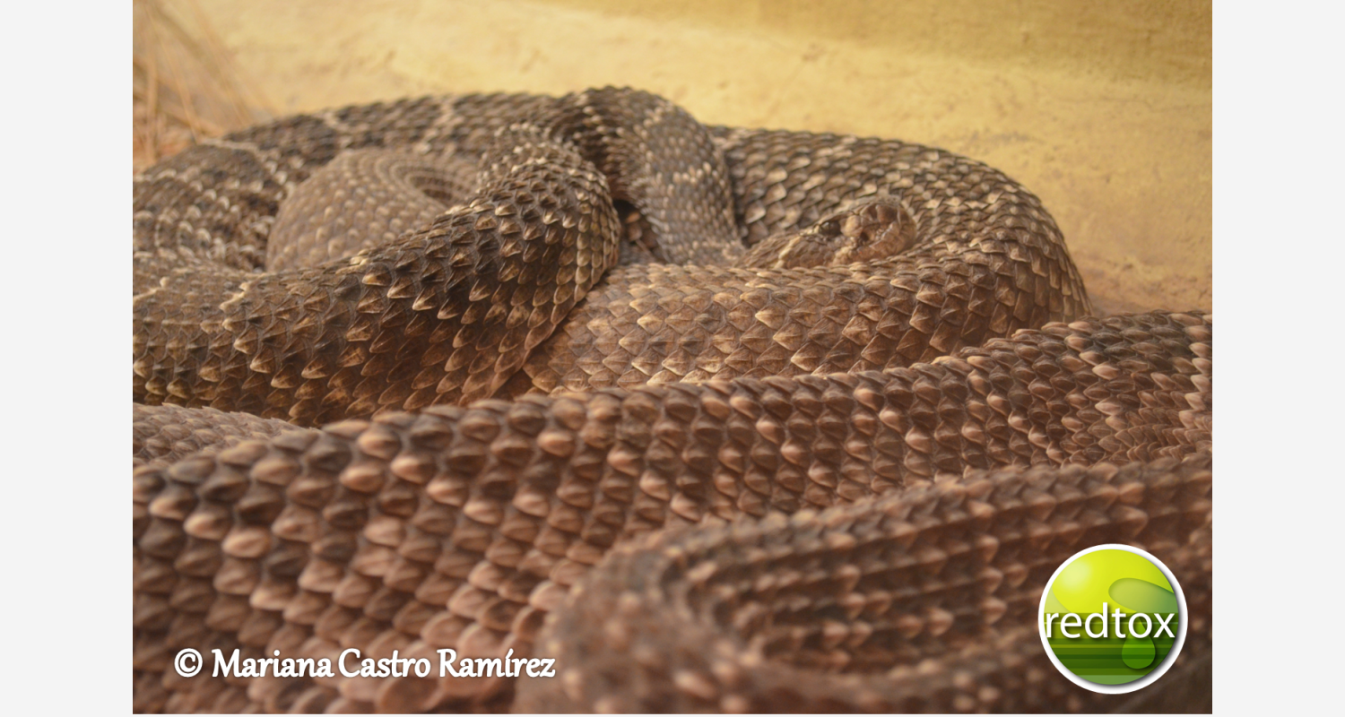 Crotalus atrox | Redtox