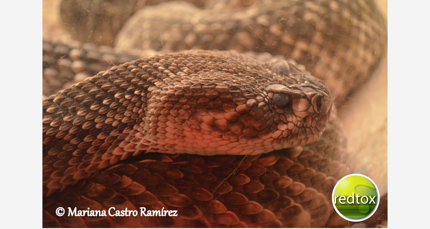 Crotalus atrox | Redtox