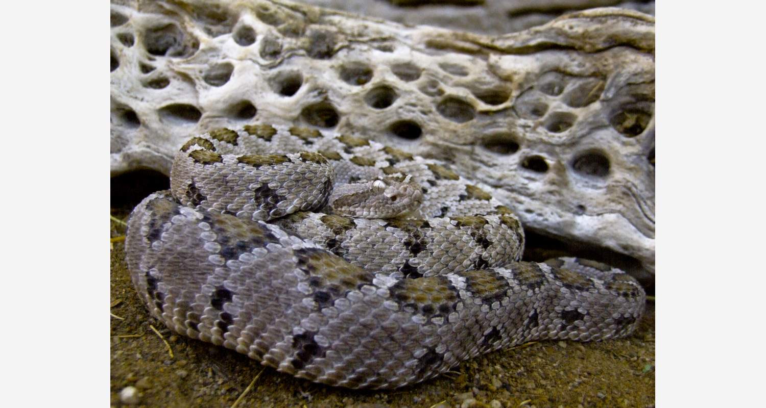 Crotalus enyo | Redtox