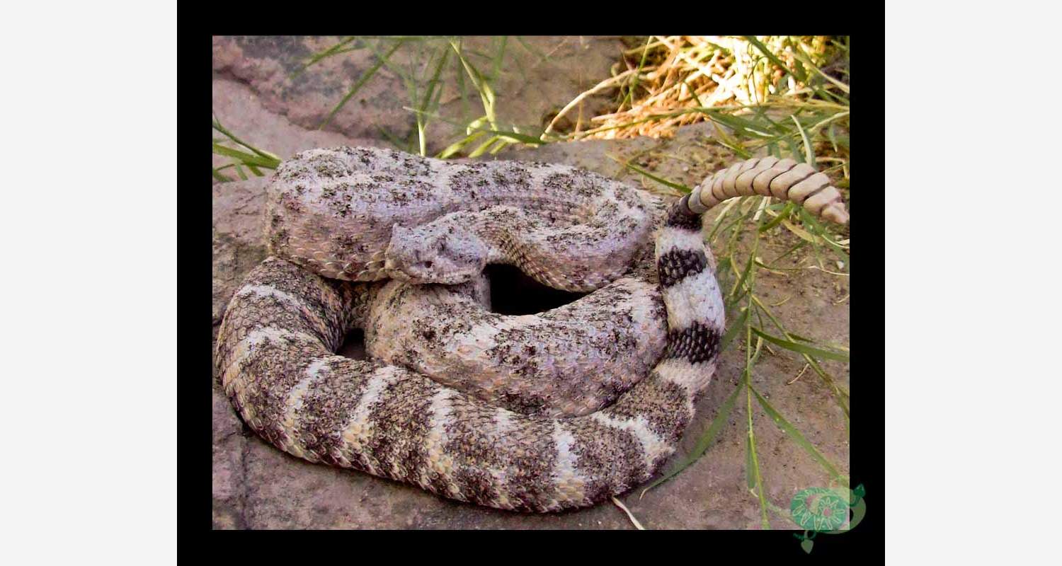 crotalus mitchellii
