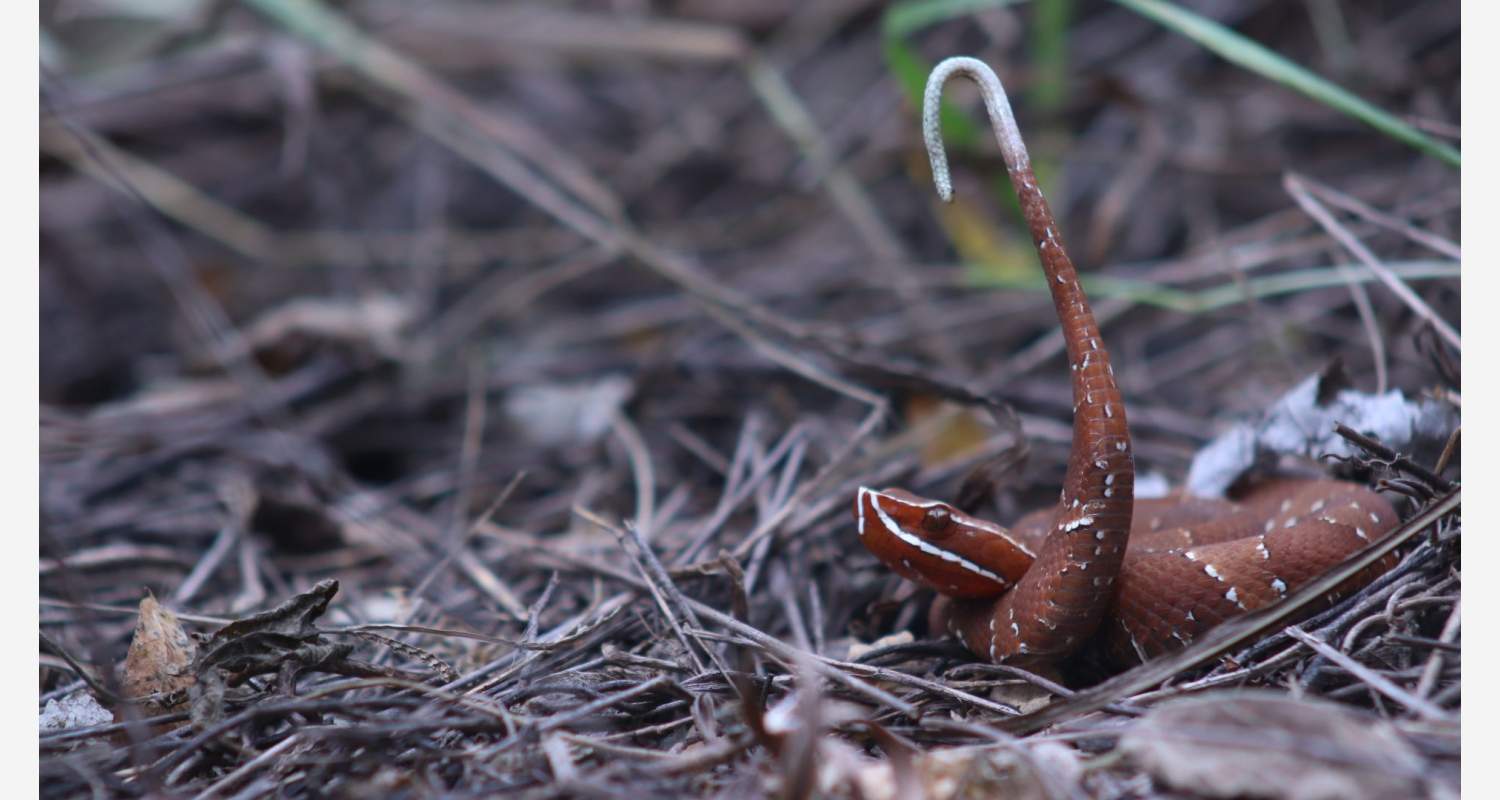 Agkistrodon bilineatus | Redtox