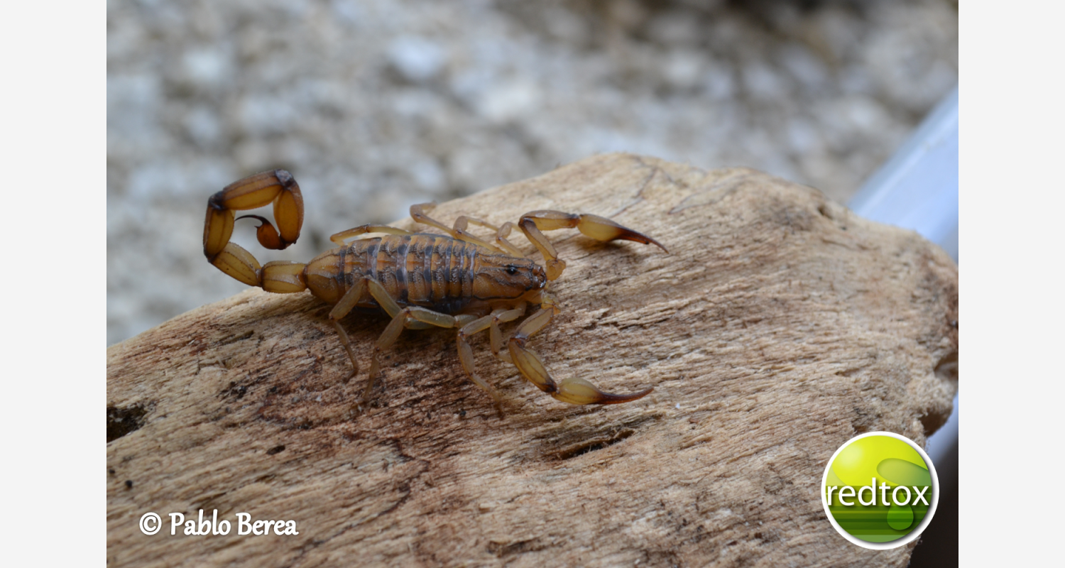 Centruroides tecomanus | Redtox