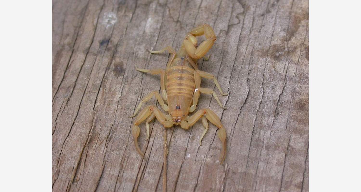 Centruroides sculpturatus | Redtox