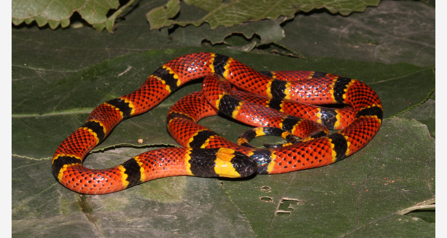 Micrurus browni | Redtox